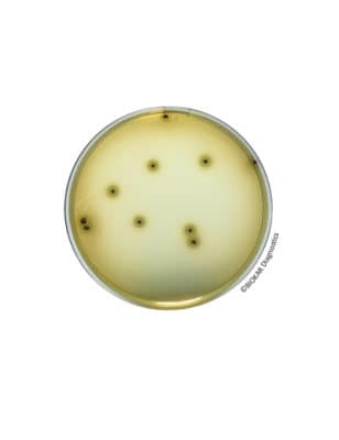 Bismuth Sulfite agar (ISO 6579) BK223HA | Medical Supply Company