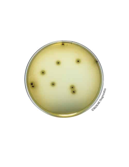 Bismuth Sulfite agar (ISO 6579) BK223HA | Medical Supply Company