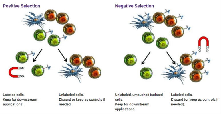 Add some mojo to your cell sorting experiments | Medical Supply Company