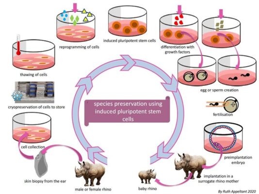 The Importance of Genetic Conservation with Dublin Zoo - Medical Supply ...