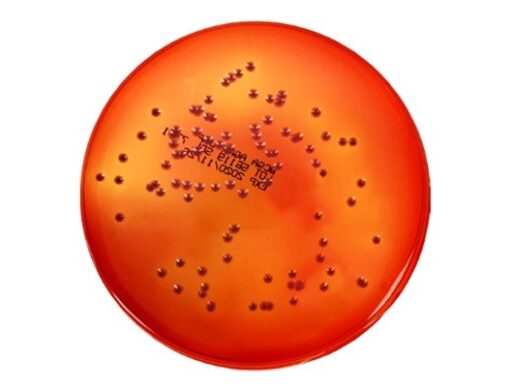 Burkholderia cepacia: how to comply with USP - Medical Supply Company LTD